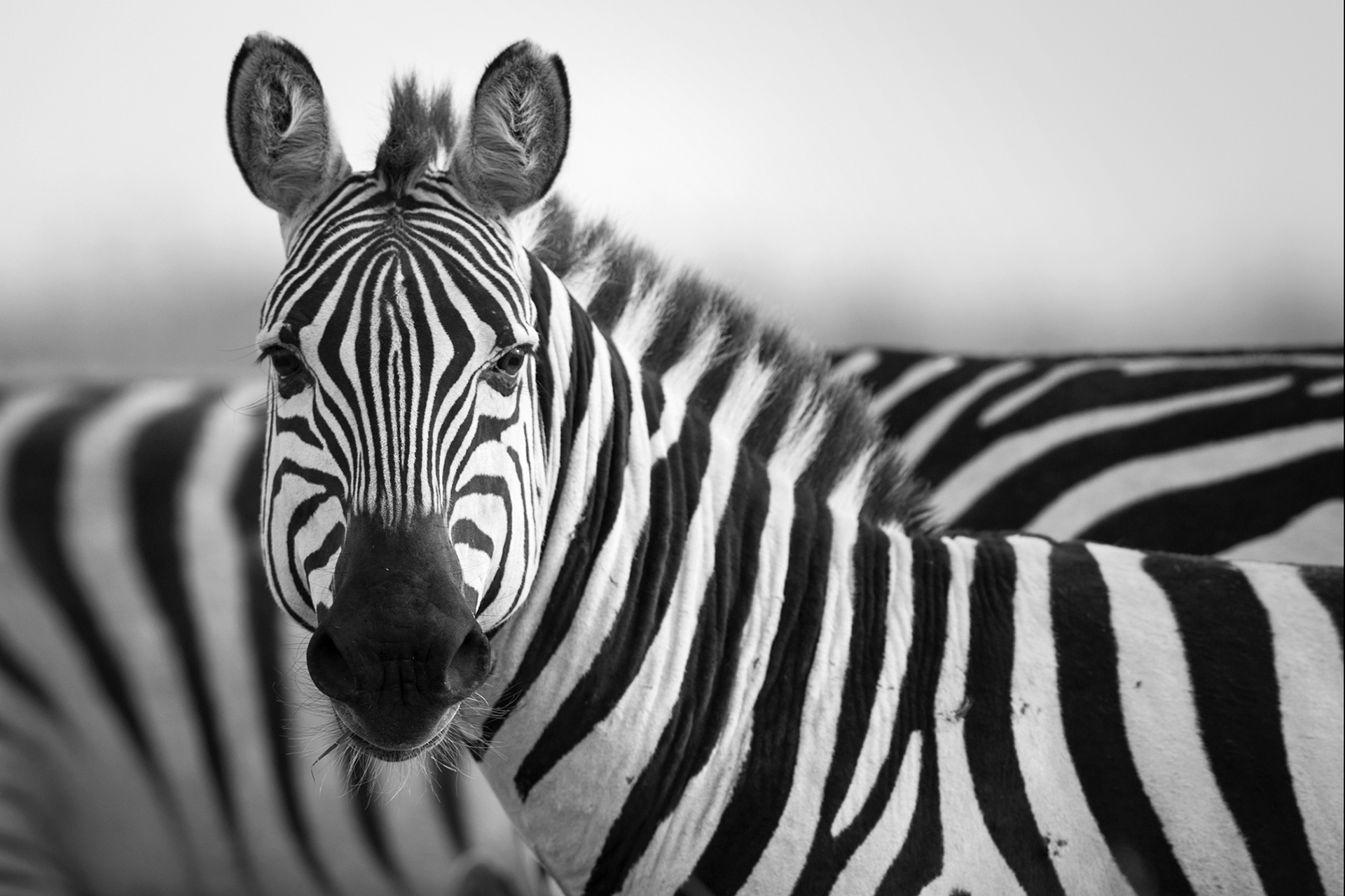 Wild Horses Can’t be Broken: Zebra Domestication Attempts | Thomson Safaris