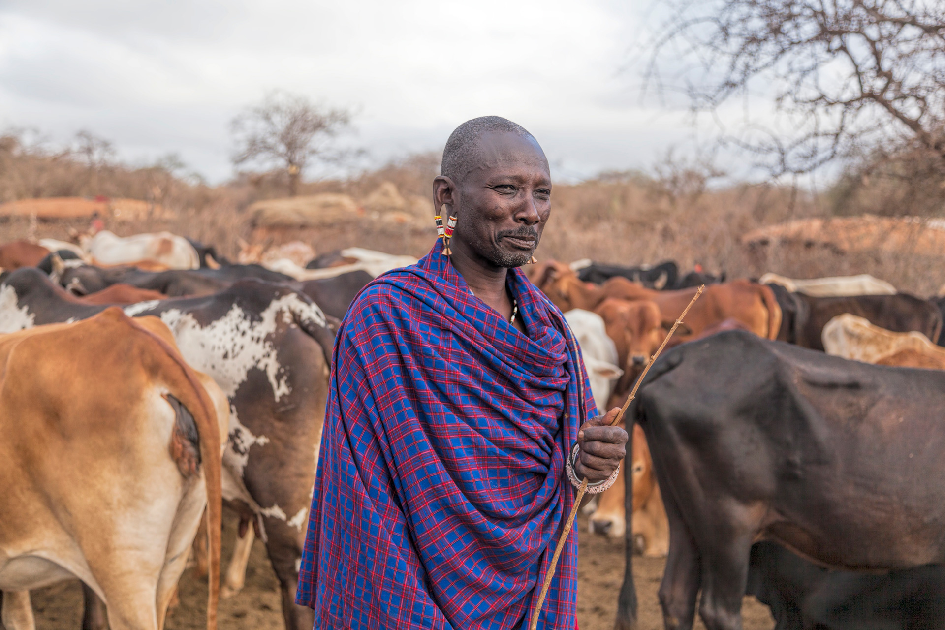 Traditional Maasai Food: Blood and Milk | Thomson Safaris