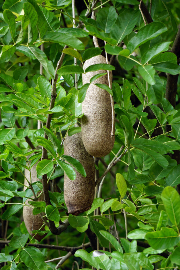 Traditional Uses of the Kigelia Tree | Thomson Safaris