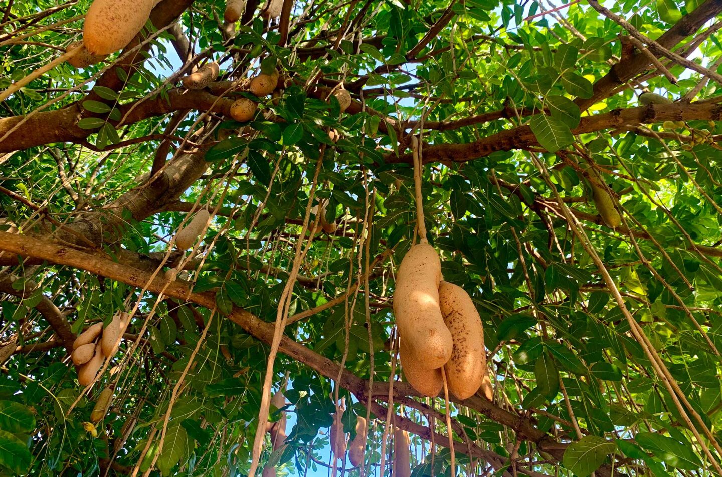 Traditional Uses of the Kigelia Tree | Thomson Safaris