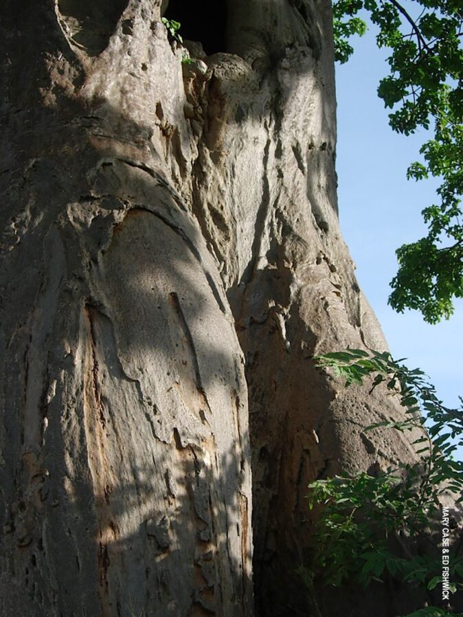 Why the Baobab is Tanzania’s “Tree of Life” | Thomson Safaris