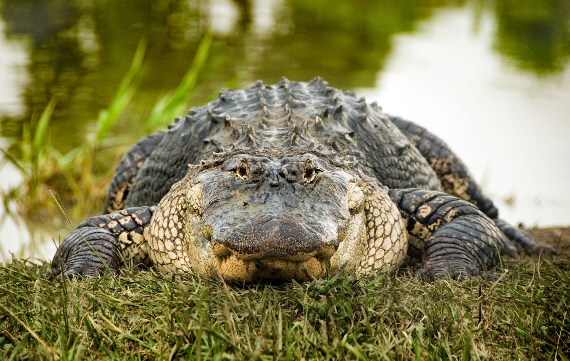 What's the Difference Between Crocodiles and Alligators? | Thomson Safaris