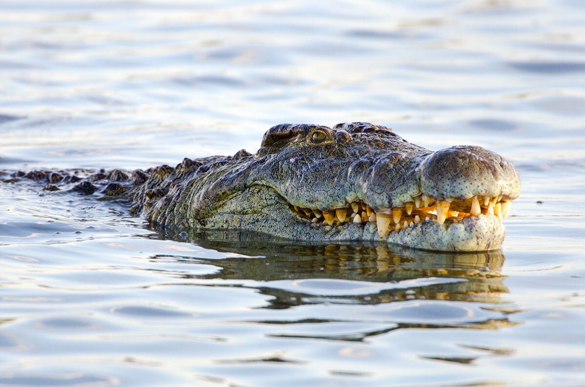 What's the Difference Between Crocodiles and Alligators? | Thomson Safaris
