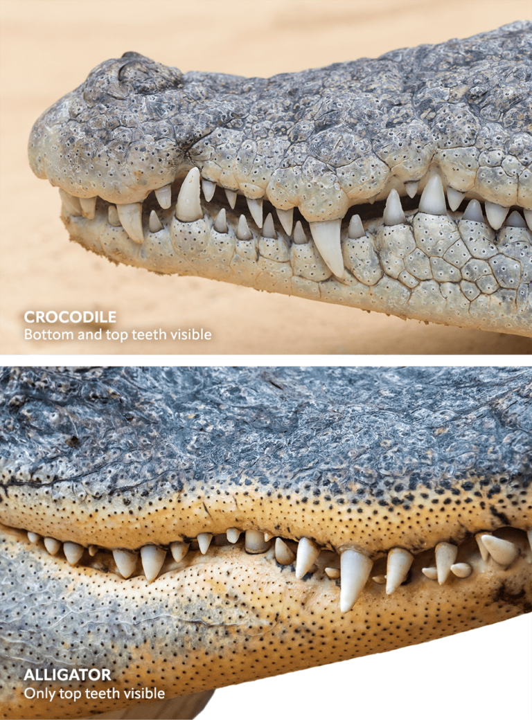 What's the Difference Between Crocodiles and Alligators? | Thomson Safaris