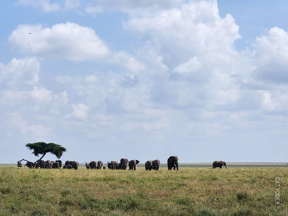 Cat Spotting: A Thomson Staffer’s Safari Story - Thomson Safaris