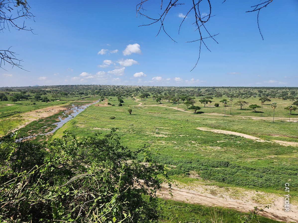 Cat Spotting: A Thomson Staffer’s Safari Story - Thomson Safaris