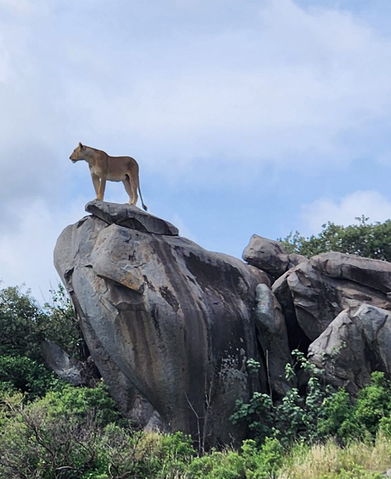 Cat Spotting: A Thomson Staffer’s Safari Story - Thomson Safaris