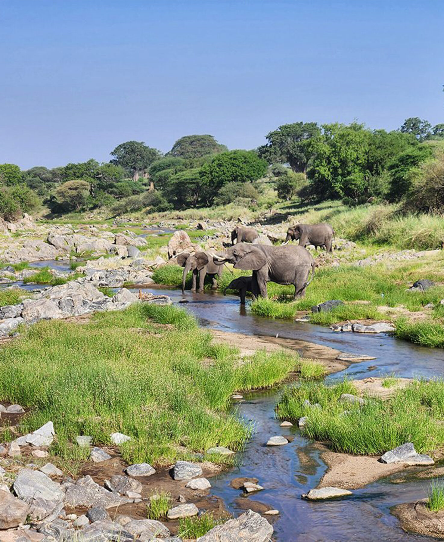 Cat Spotting: A Thomson Staffer’s Safari Story - Thomson Safaris