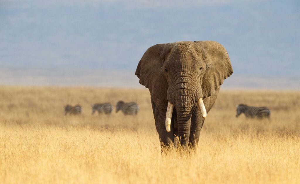 3 Amazing Places to See Elephants in Tanzania | Thomson Safaris