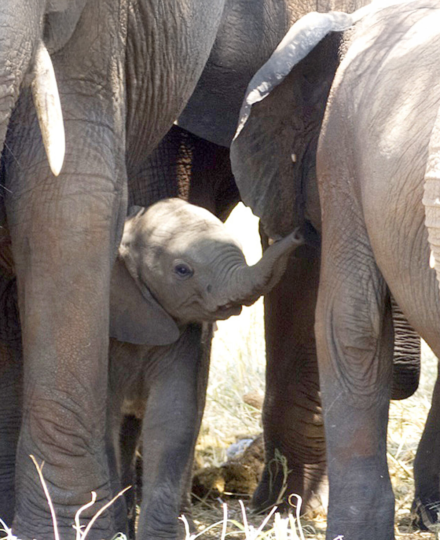 Cubs, Calves and Piglets: It’s Serengeti Calving Season | Thomson Safaris