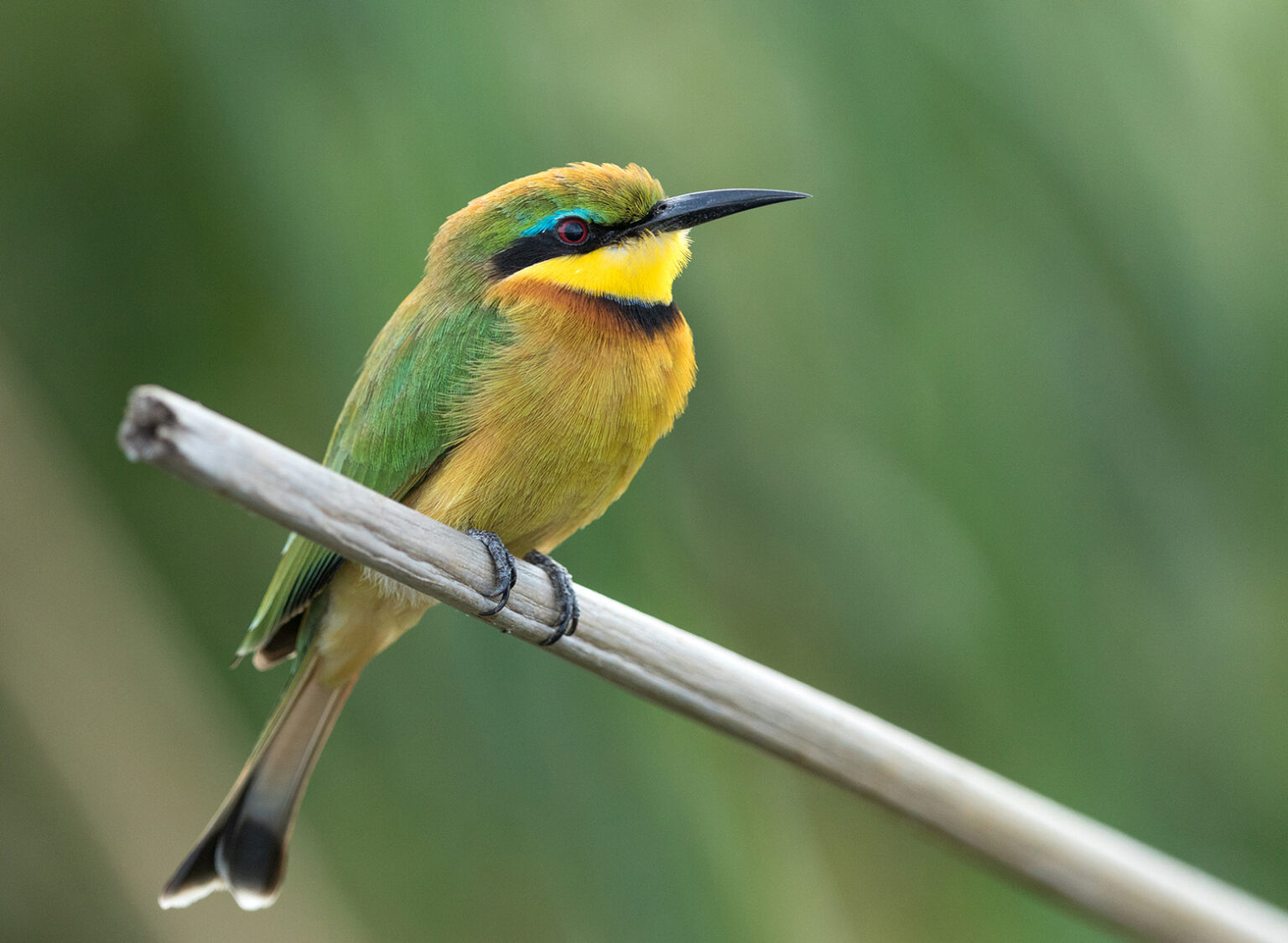 Find Your Perfect Safari | Thomson Safaris