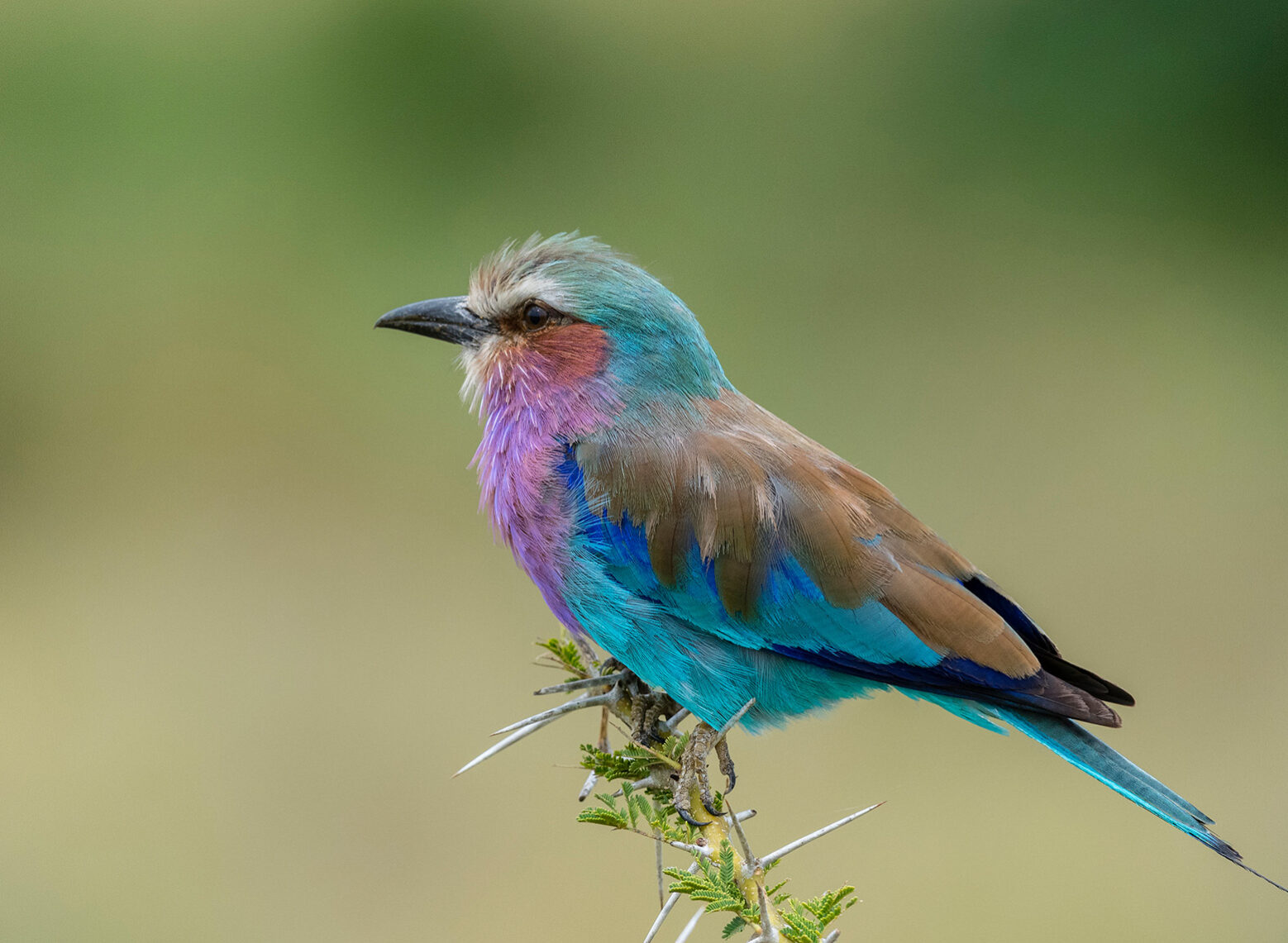 Explore Tanzania | Thomson Safaris