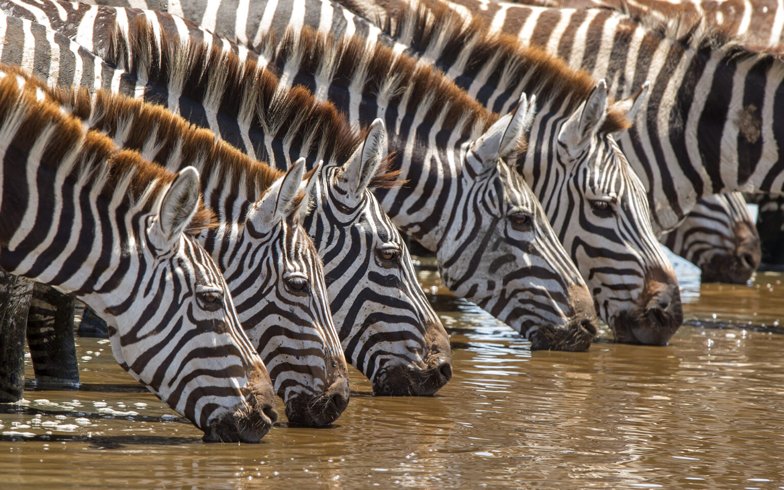 Classic Safari in Tanzania, Africa | Thomson Safaris