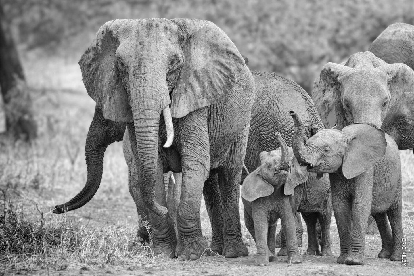 Top Photos & Videos from 2024 | Thomson Safaris