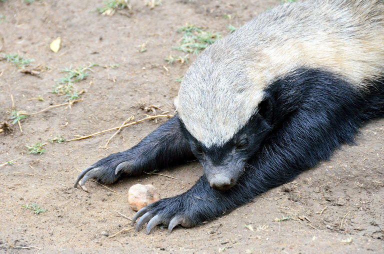 Wildlife Spotlight: Honey Badgers | Thomson Safaris