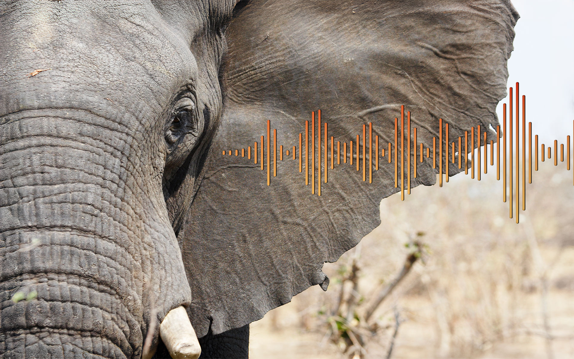 QUIZ: Can you guess which animals make these sounds? | Thomson Safaris