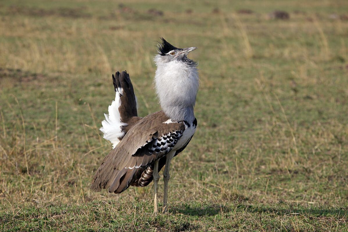 7 Amazing Animal Courtship Rituals | Thomson Safaris