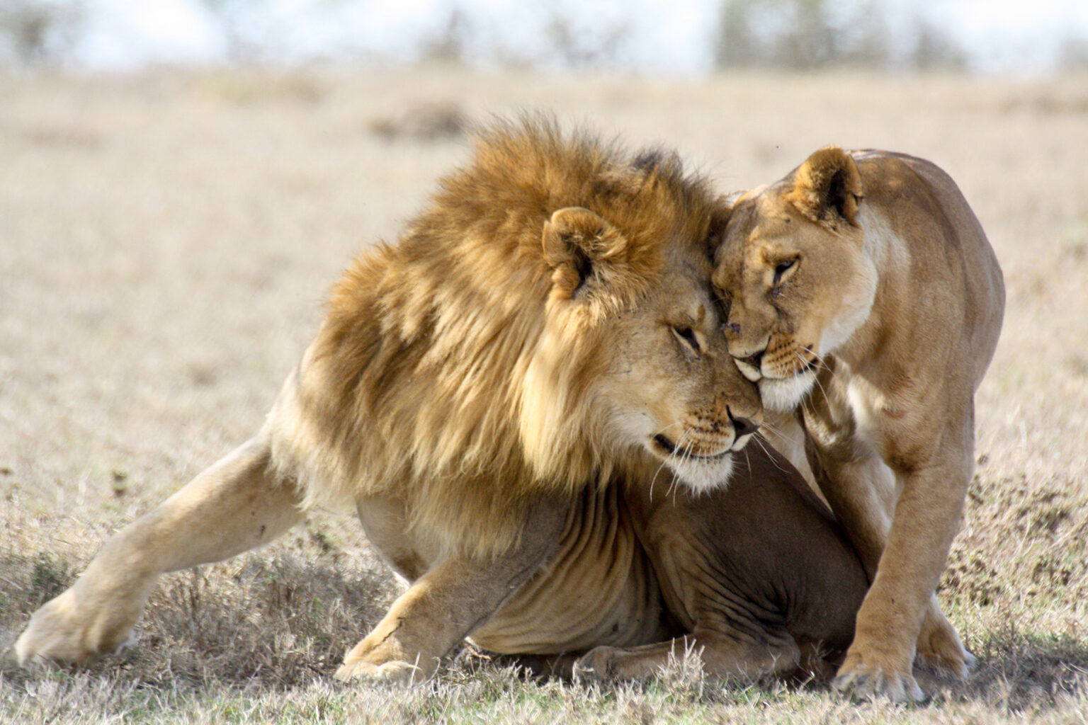 7 Amazing Animal Courtship Rituals | Thomson Safaris