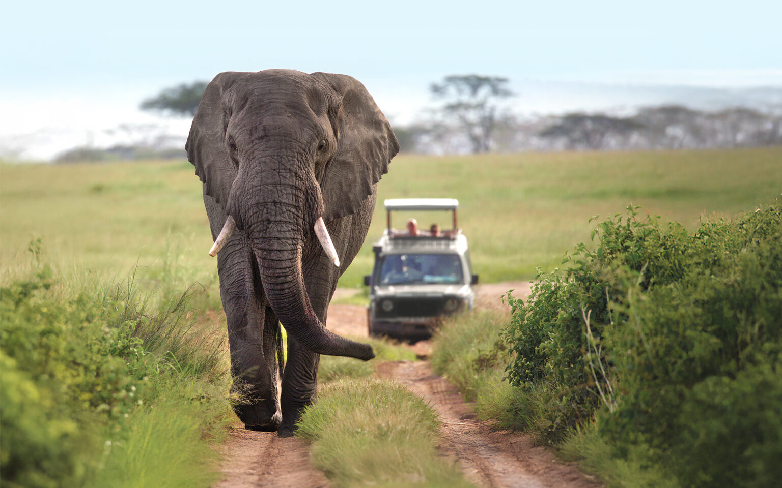 Thomson Safaris | Wildlife Safaris, Tanzania East Africa