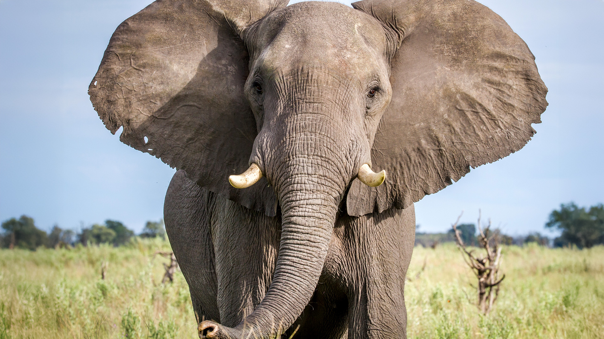Thomson Safaris | Wildlife Safaris, Tanzania East Africa